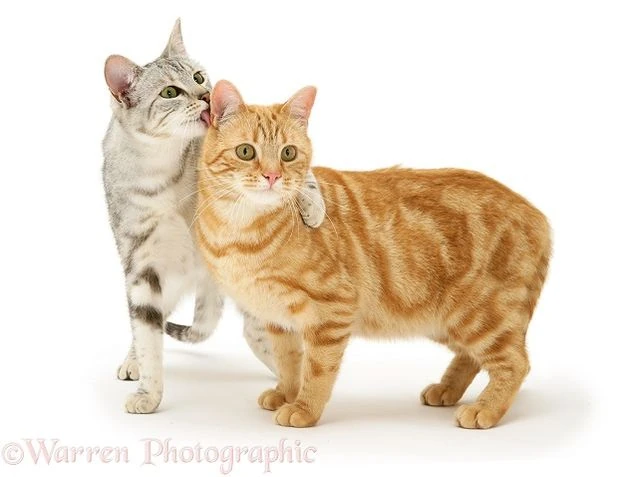 Domestic Cat | PBS Kids Animals Wiki | Fandom