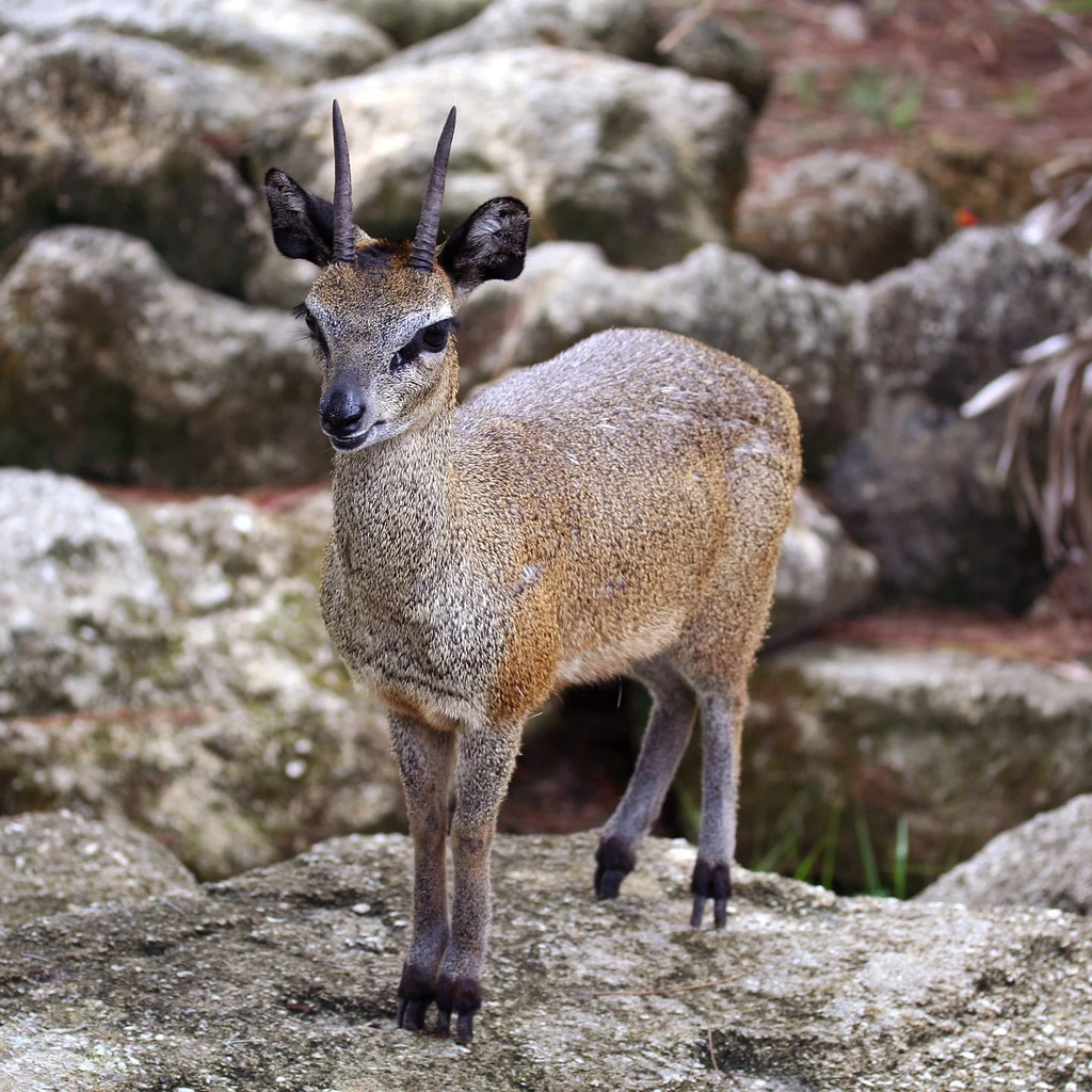 Klipspringer | PBS Kids Animals Wiki | Fandom