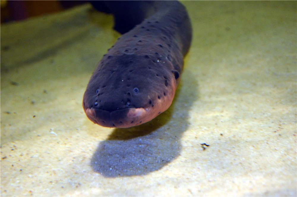 Electric Eel | PBS Kids Animals Wiki | Fandom