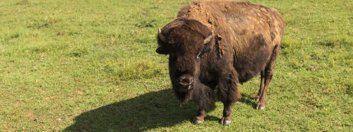 American Bison/ Gallery | PBS Kids Animals Wiki | Fandom
