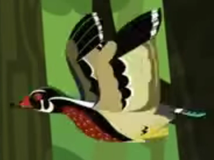 Wood Duck/ Gallery | PBS Kids Animals Wiki | Fandom