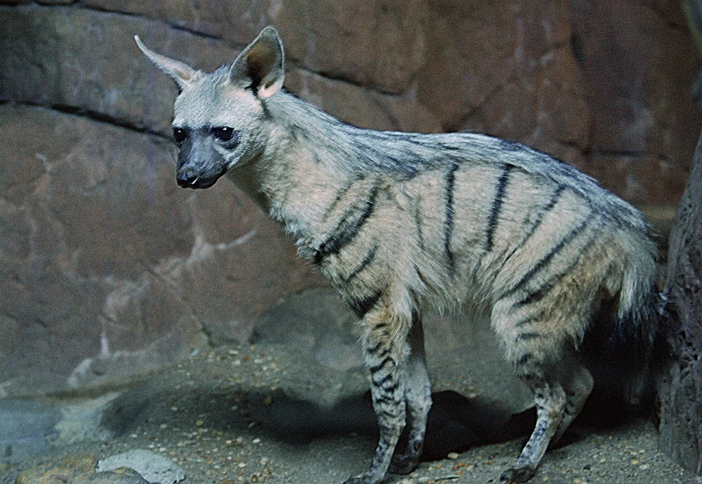 Aardwolf | PBS Kids Animals Wiki | Fandom