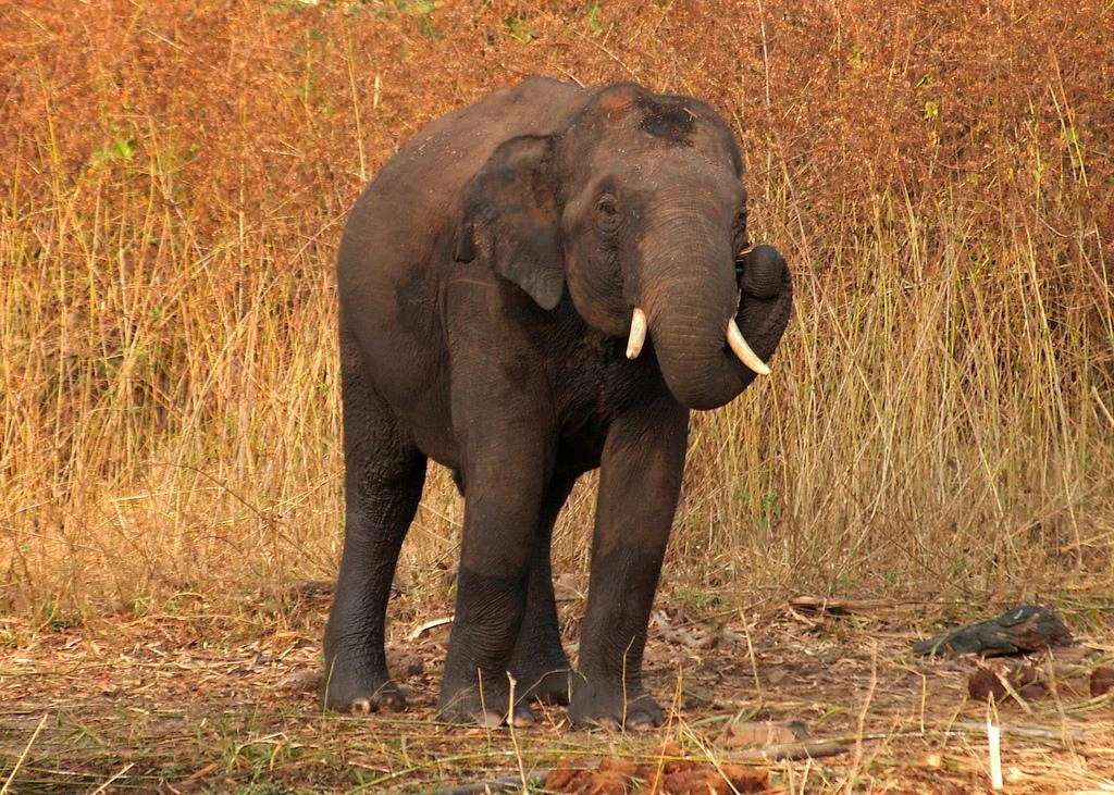 Asian Elephant | PBS Kids Animals Wiki | Fandom