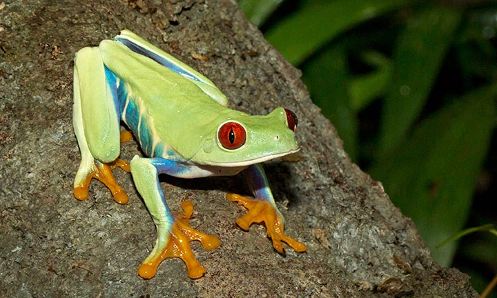 Red-Eyed Tree Frog | PBS Kids Animals Wiki | Fandom
