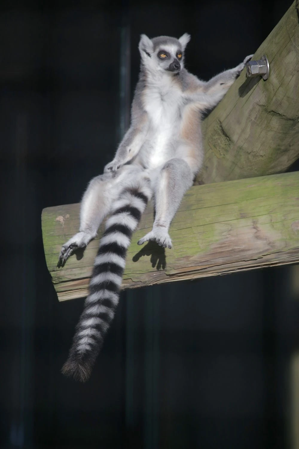 Ring-Tailed Lemur | PBS Kids Animals Wiki | Fandom