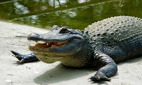 American Alligator | PBS Kids Animals Wiki | Fandom