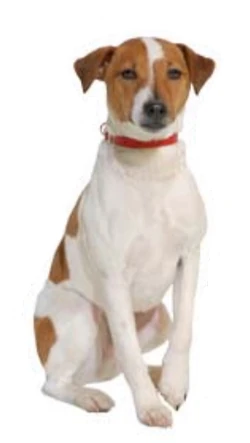 Little Dog Fido | PBS Kids Sprout TV Wiki | Fandom