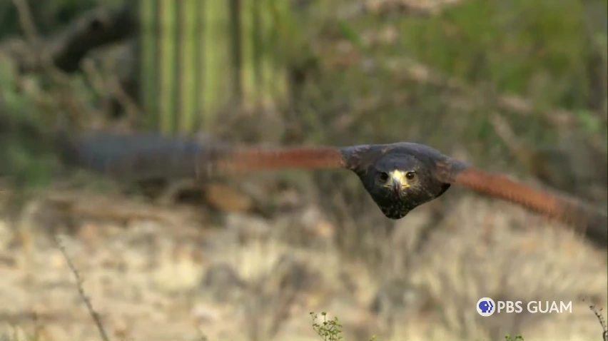 April 6, 2023 | PBS Broadcast Archives Wiki | Fandom