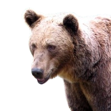 NMarkov/Skins | Pillar Chase: Fanon Wiki | Fandom