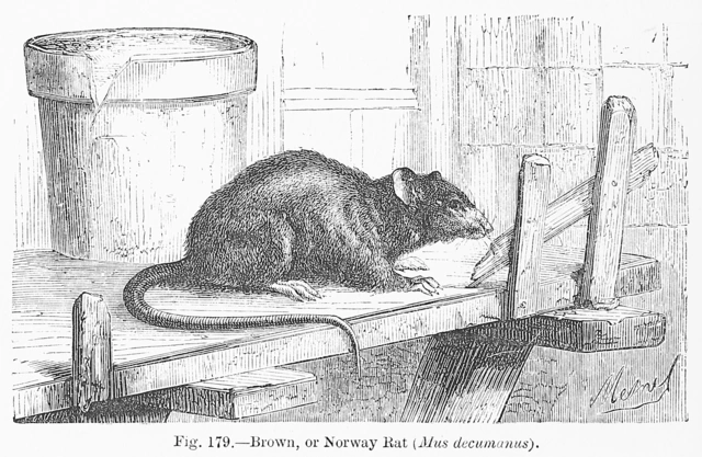 Giant Rat of Sumatra | Public Domain Super Heroes | Fandom