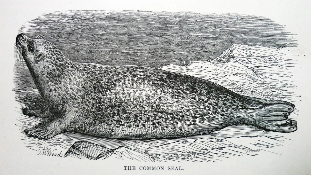 Selkie | Public Domain Super Heroes | Fandom