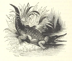 Little Crocodile | Public Domain Super Heroes | Fandom