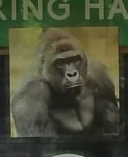 Harambe | Public Domain Super Heroes | Fandom