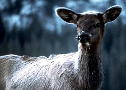 Not Deer | Public Domain Super Heroes | Fandom