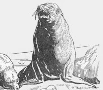 Sea Catch | Public Domain Super Heroes | Fandom