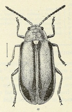 Gregor Samsa | Public Domain Super Heroes | Fandom