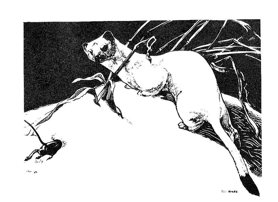 Weasel | Public Domain Super Heroes | Fandom