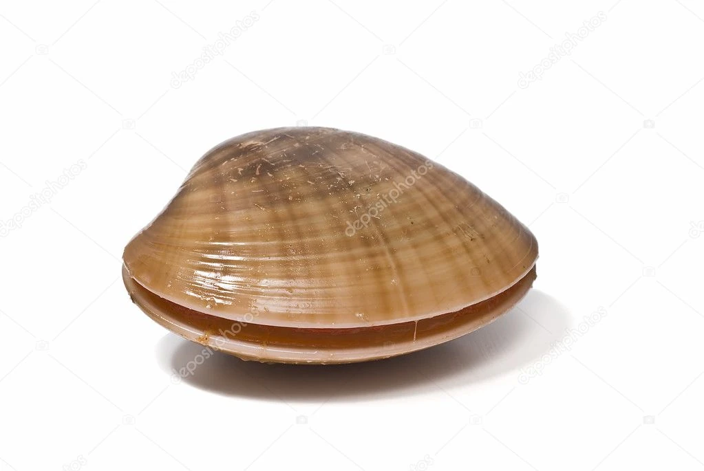 Almesandra | Wiki Pecezuelos | Fandom