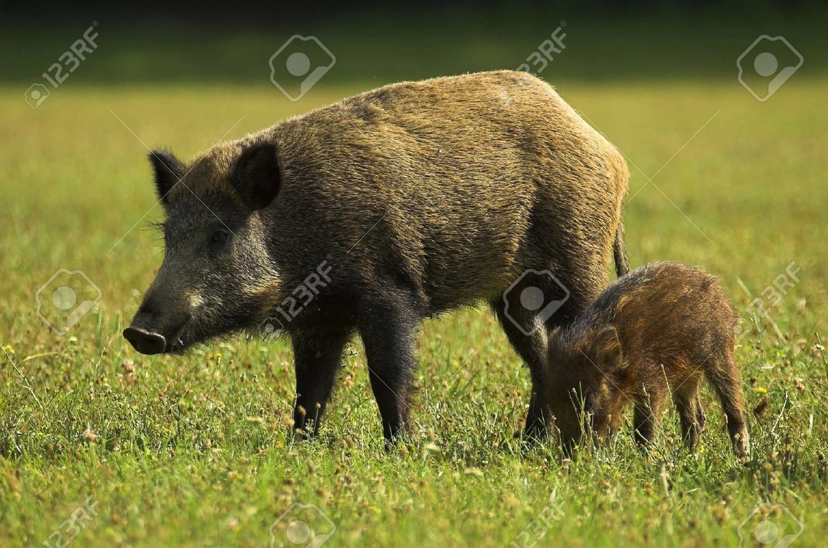 Boar | PeepandthebigwideworldFanon Wikia | Fandom