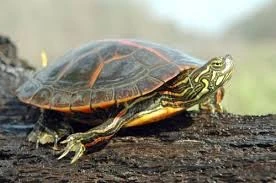 Phil | PeepandthebigwideworldFanon Wikia | Fandom