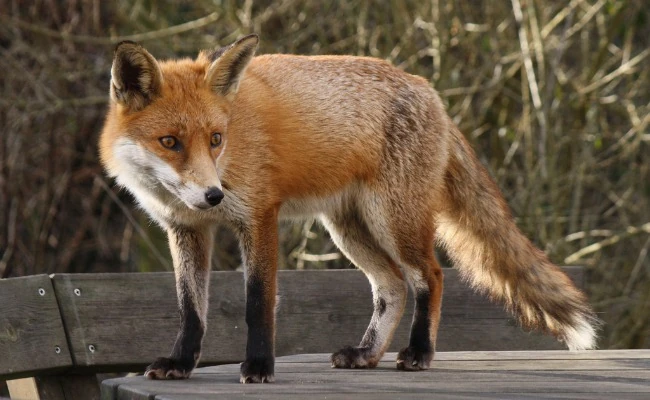 Fox | PeepandthebigwideworldFanon Wikia | Fandom
