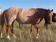 Starblaze | Pegasus Roleplay Wiki | Fandom