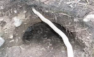 The Elder's Spot | Pegasus Roleplay Wiki | Fandom