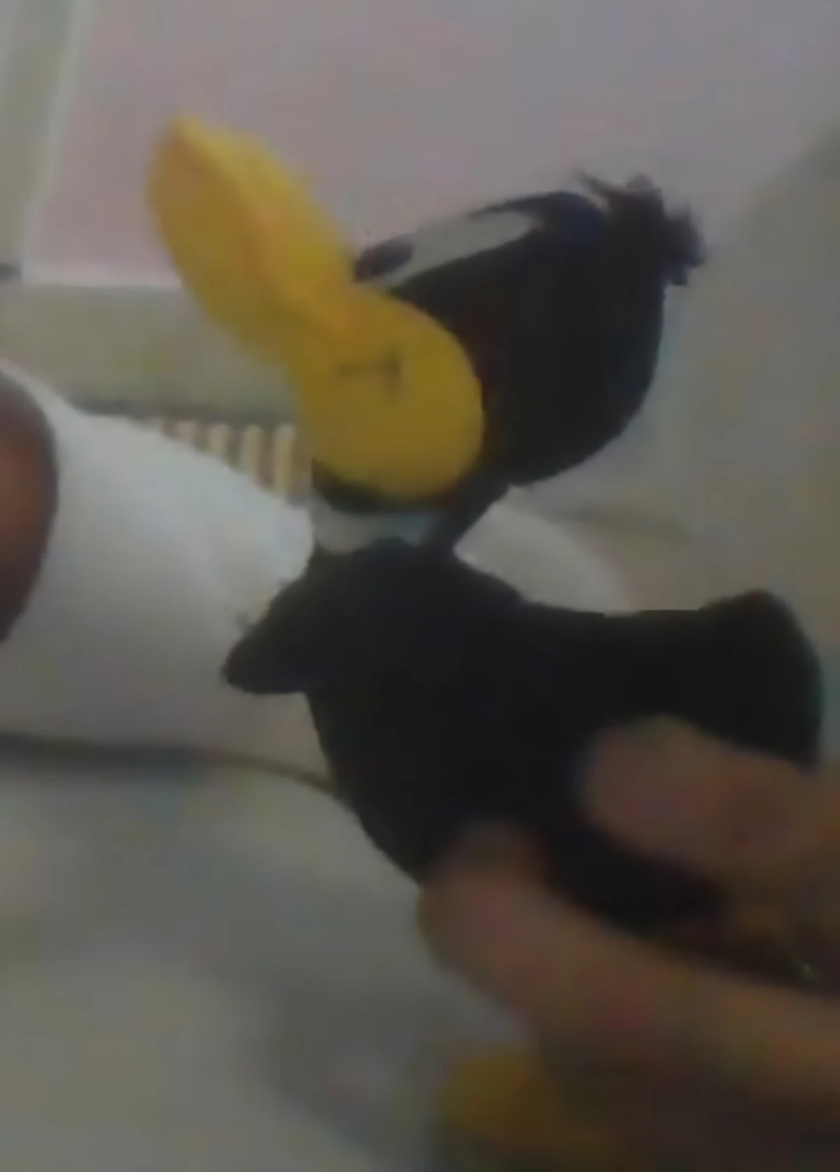Patitos | Wiki Pelucheslocos | Fandom