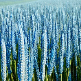 Blue Fields | Pencilpedia Wiki | Fandom