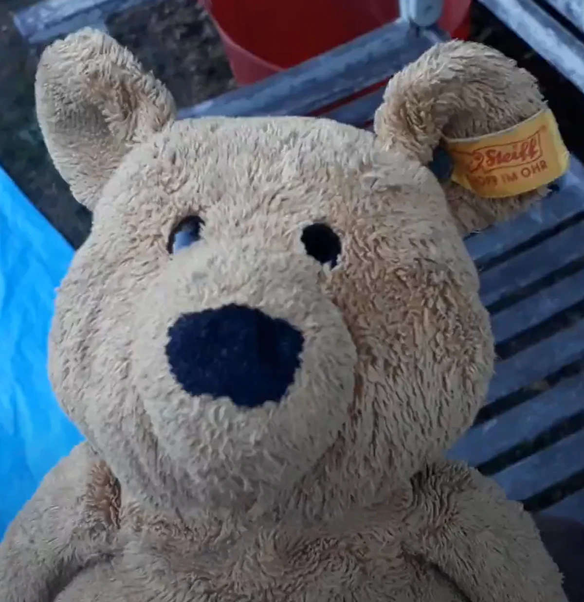 Bandy Bear | Penguin and Beeky Show Wiki | Fandom