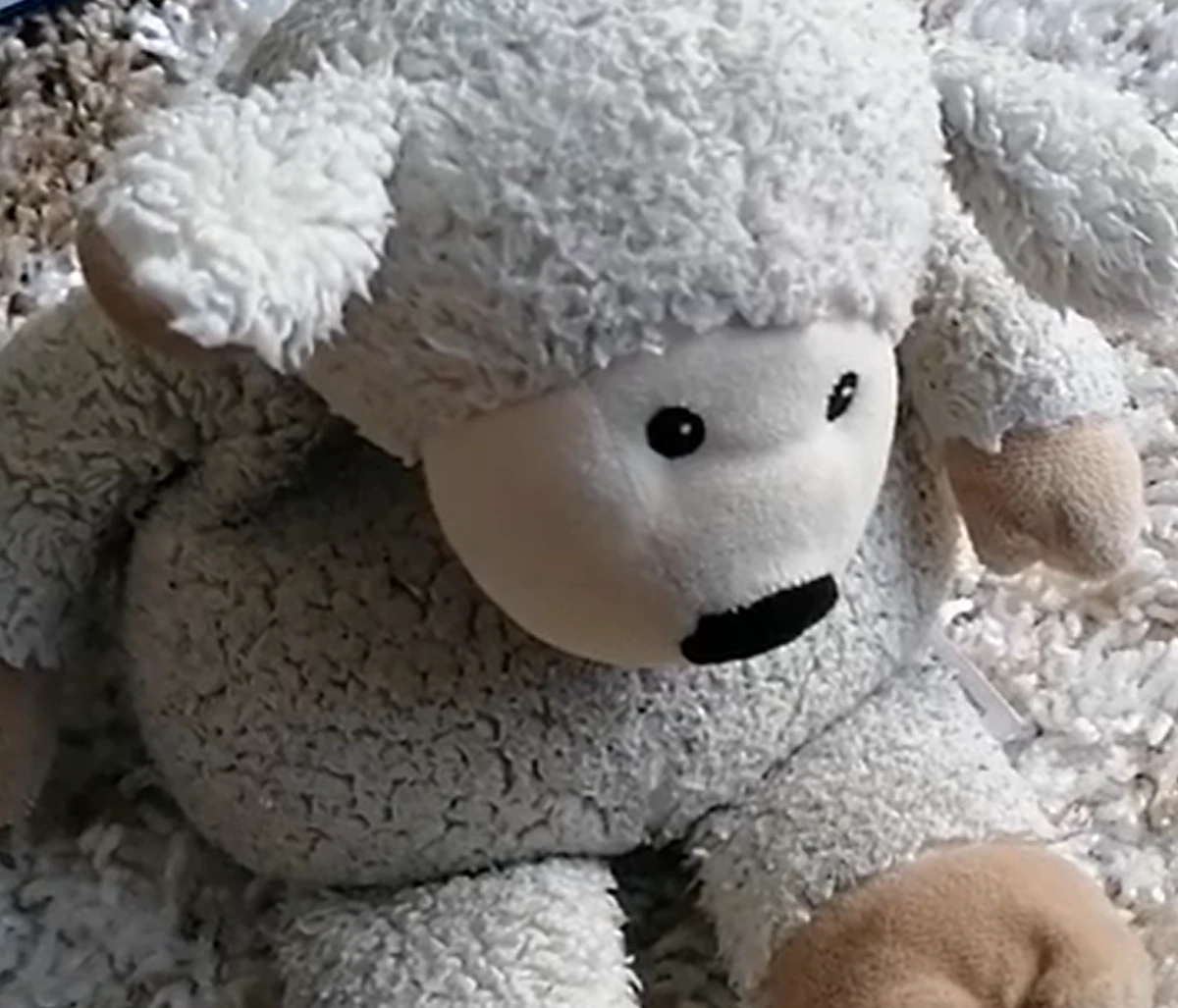 Zoe Sheep | Penguin and Beeky Show Wiki | Fandom