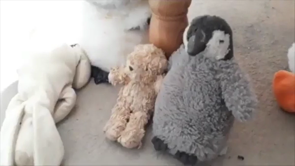 Spencer Bear | Penguin and Beeky Show Wiki | Fandom