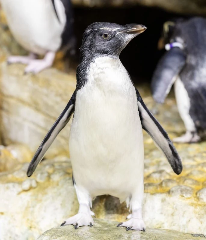 Isla | The Penguin Index Wiki | Fandom