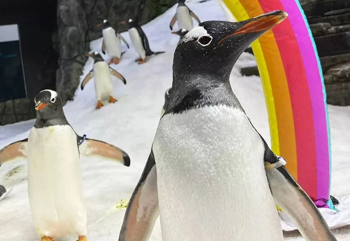 Sphen | The Penguin Index Wiki | Fandom