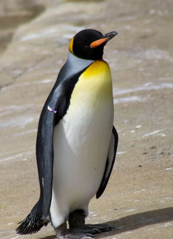Sir Nils Olav III | The Penguin Index Wiki | Fandom