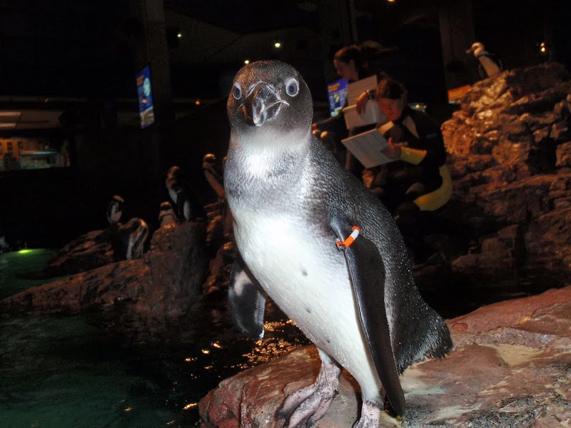 Agulhas III | The Penguin Index Wiki | Fandom