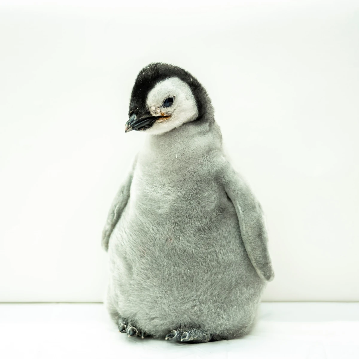 Pearl | The Penguin Index Wiki | Fandom