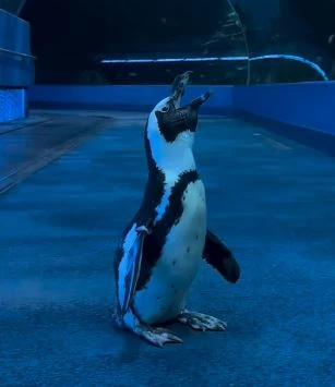 Charlie | The Penguin Index Wiki | Fandom