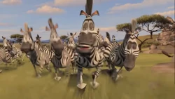 Madagascar 2 Zebras