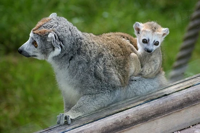 Clover/Other | Madagascar Wiki | Fandom