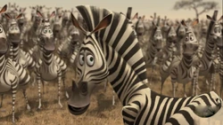 Madagascar 2 Zebras