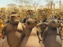 Imágenes De Madagascar En Moto Hd My Son Secretly Played This