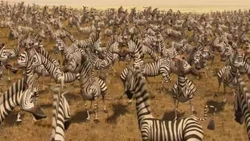 Madagascar 2 Zebra