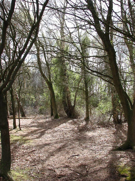 A Light exists in Spring / Emily Dickinson | Penny's poetry pages Wiki ...