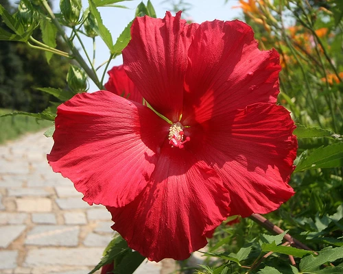 Chauntea Leaf | Penrith Wikia | Fandom