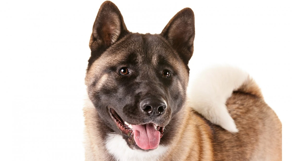 Warin | Penrith Wikia | Fandom