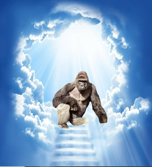 Harambe Heaven | Chronicles of Acbene Wiki | Fandom