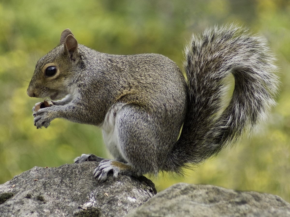 Squirrel Chronicles Of Acbene Wiki Fandom