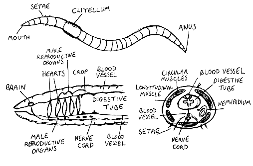 Lumbricus Terrestris Diagram