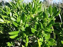 Taupata | Permakültür Bitkileri Wiki | Fandom